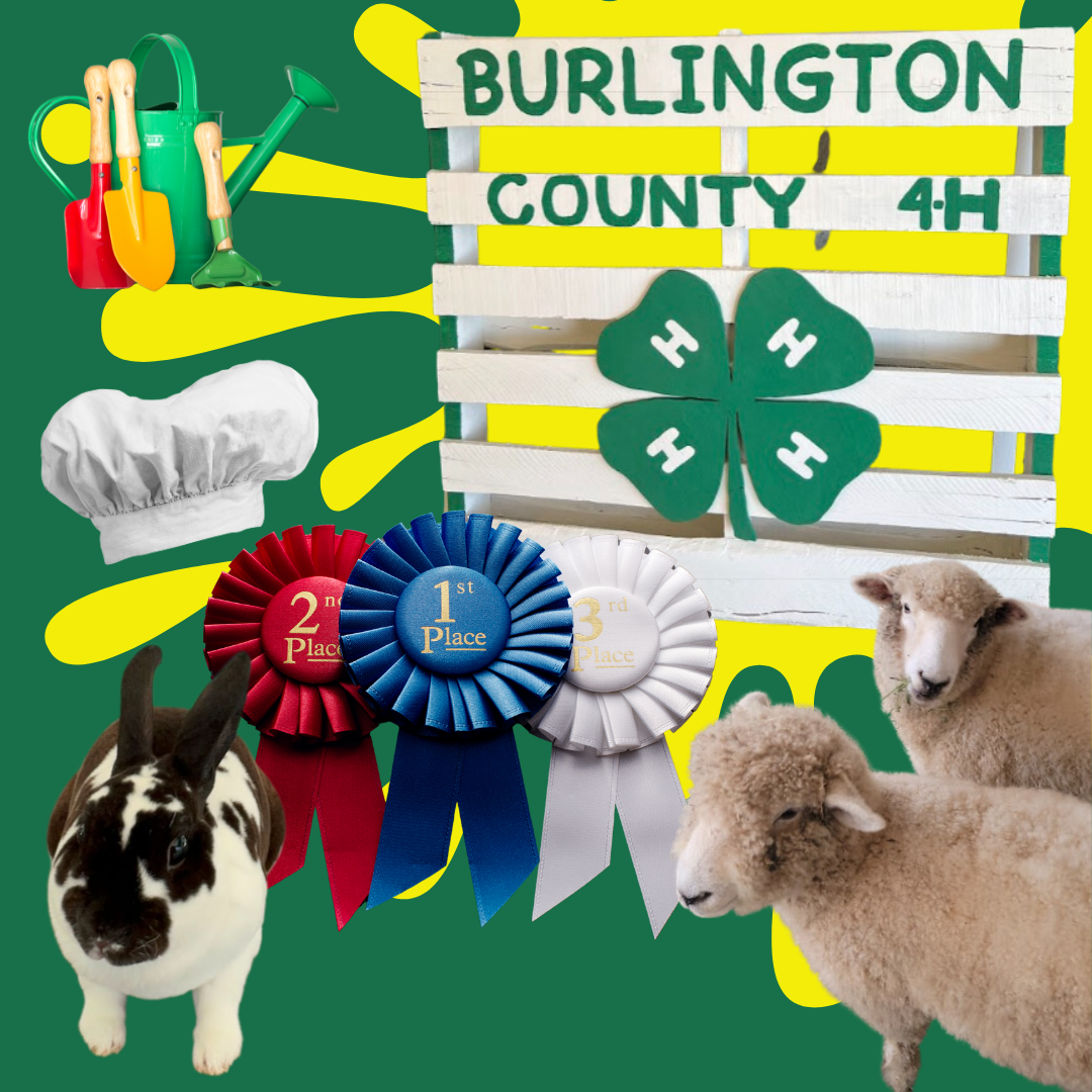 Burlington County Farm Fair 2024: 4-H Winners in Animal Shows and Comp ...